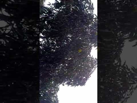 Mangoes Falling From The Tree In Heavy Rain #shorts #mango #rain #rainyseason #viral #viralshorts
