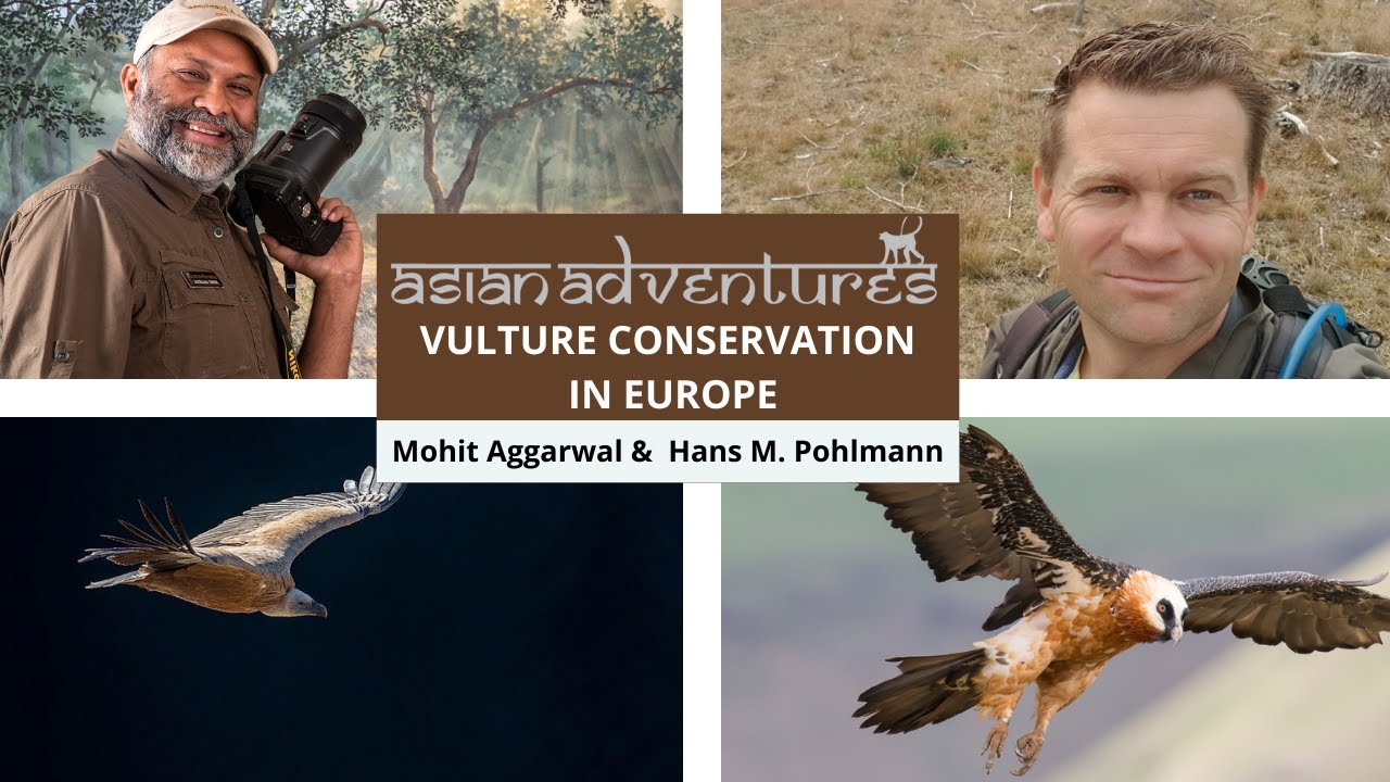 European Vulture Conservation Webinar With Hans M. Pohlmann And Mohit Aggarwal