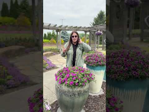 Plant Of The Day: Supertunia Vista® Jazzberry® 30% Off (June 17, 2025)