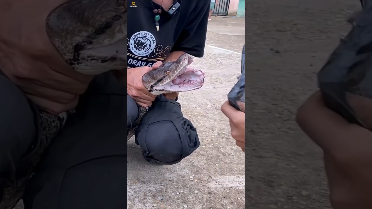 Why Do Pythons Have Teeth?