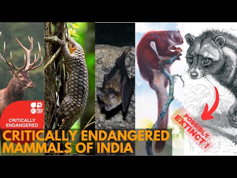 Critically Endangered Mammals of India | IUCN Red List🔴