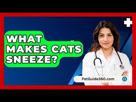 What Makes Cats Sneeze? - PetGuide360.com