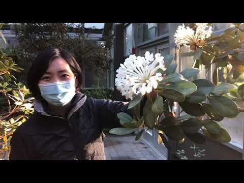 An Introduction to Vireya Rhododendrons with Atsuko Gibson at the Rhododendron Species Garden