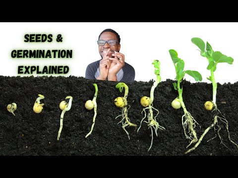 What is Seed Germination? Seeds and Germination Explained!!