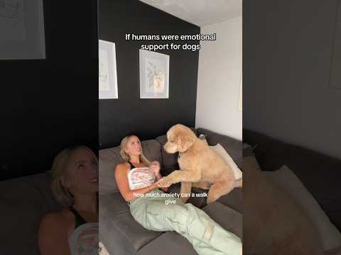 I’m not qualified #dog #goldendoodle