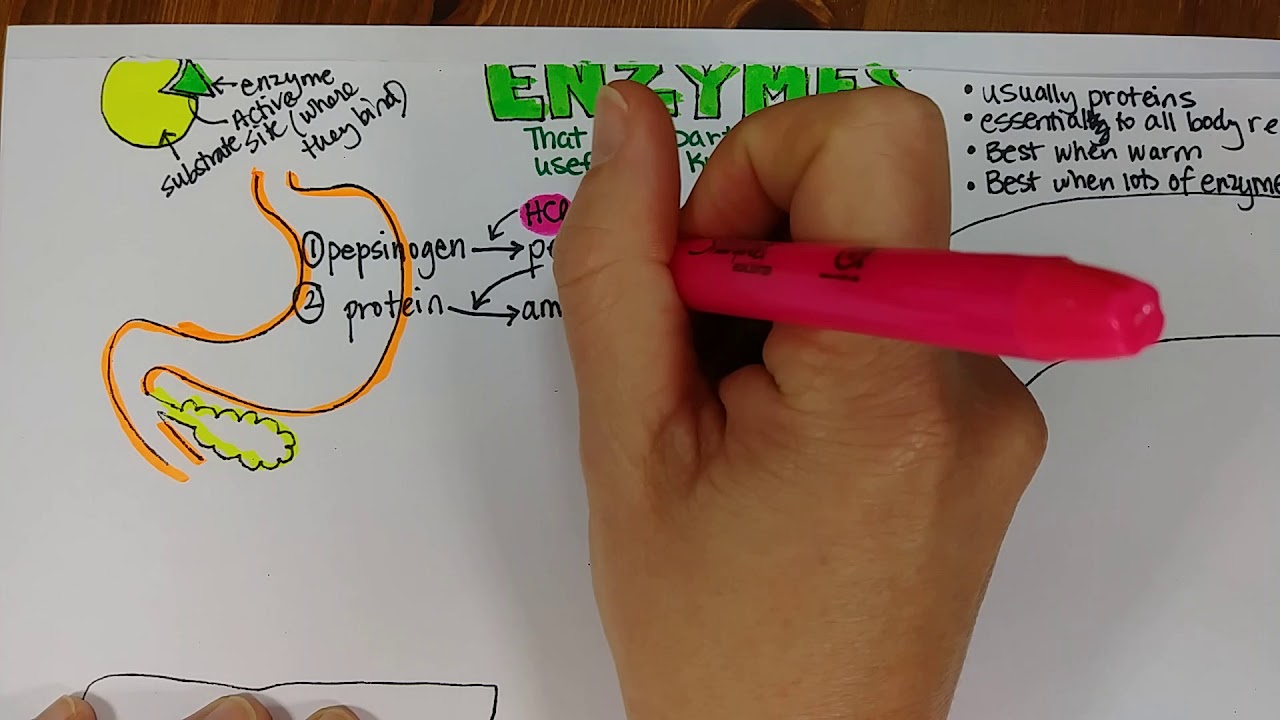 Digestive Enzyme Examples