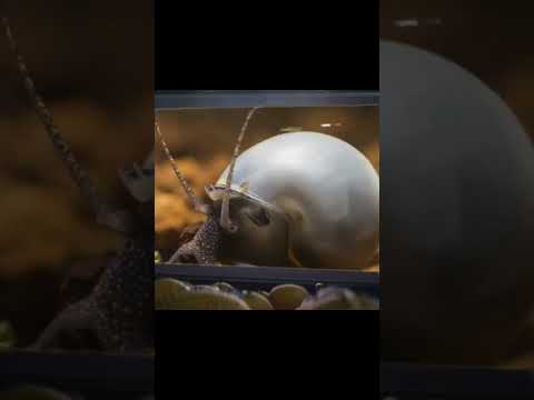 Minions agree bottom feeders are better than goldfish #minions