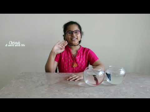 Video 27 The word Torrid