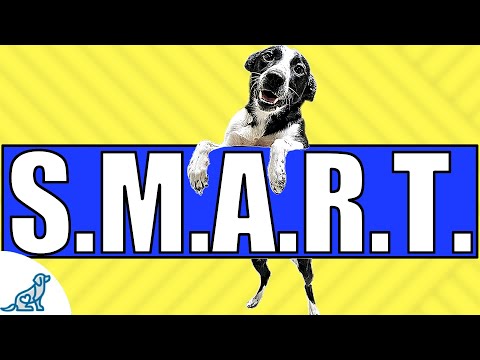 This Acronym Will Change Your Dog Training.