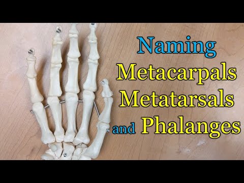 Naming Metacarpals, Metatarsals and Phalanges