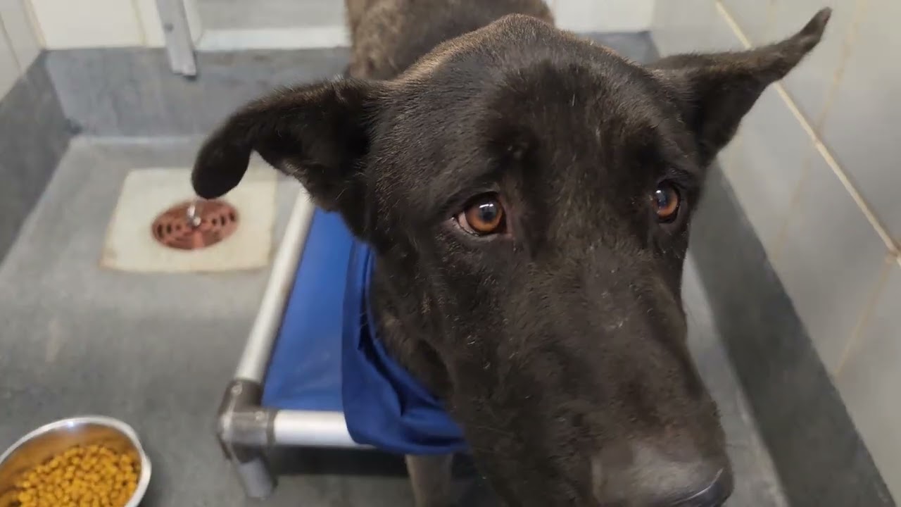 Acs A804441
