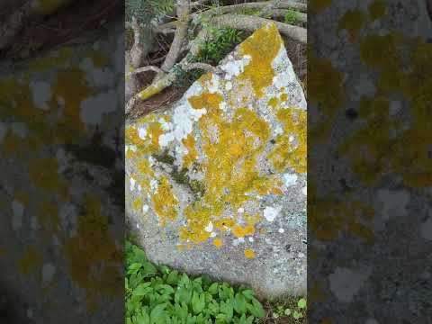 Flechten wachsen sogar auf Stein (Symbiose von Pilz und Alge)