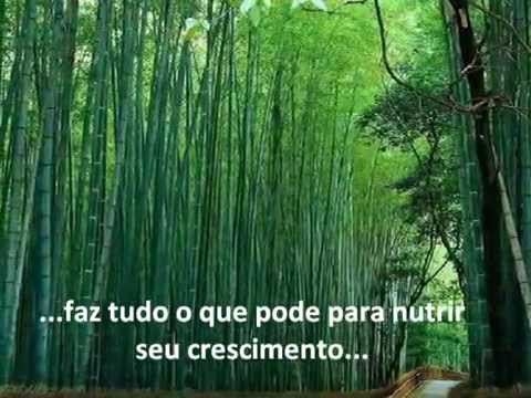 A História do Bambu Chinês | Blog da Infraestrutura