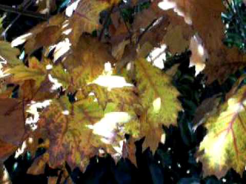 Red Oak leaves