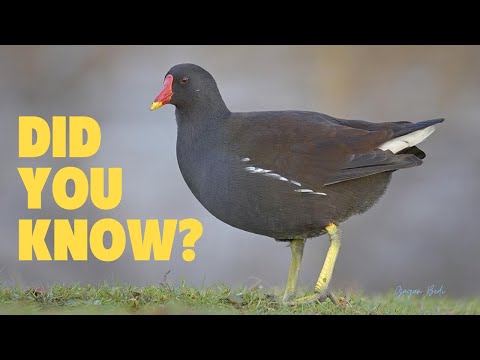 Things you need to know about Common Moorhen #moorhen #facts #naturallywild