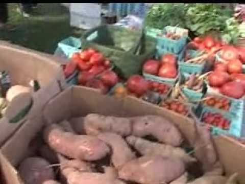 Organic Farming: Can It Feed Us (Part 1)