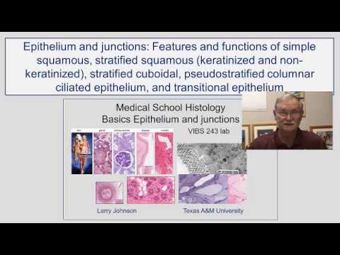 Epithelium- Simple Squamous, Cuboidal, Pseudostratified Columnar etc.
