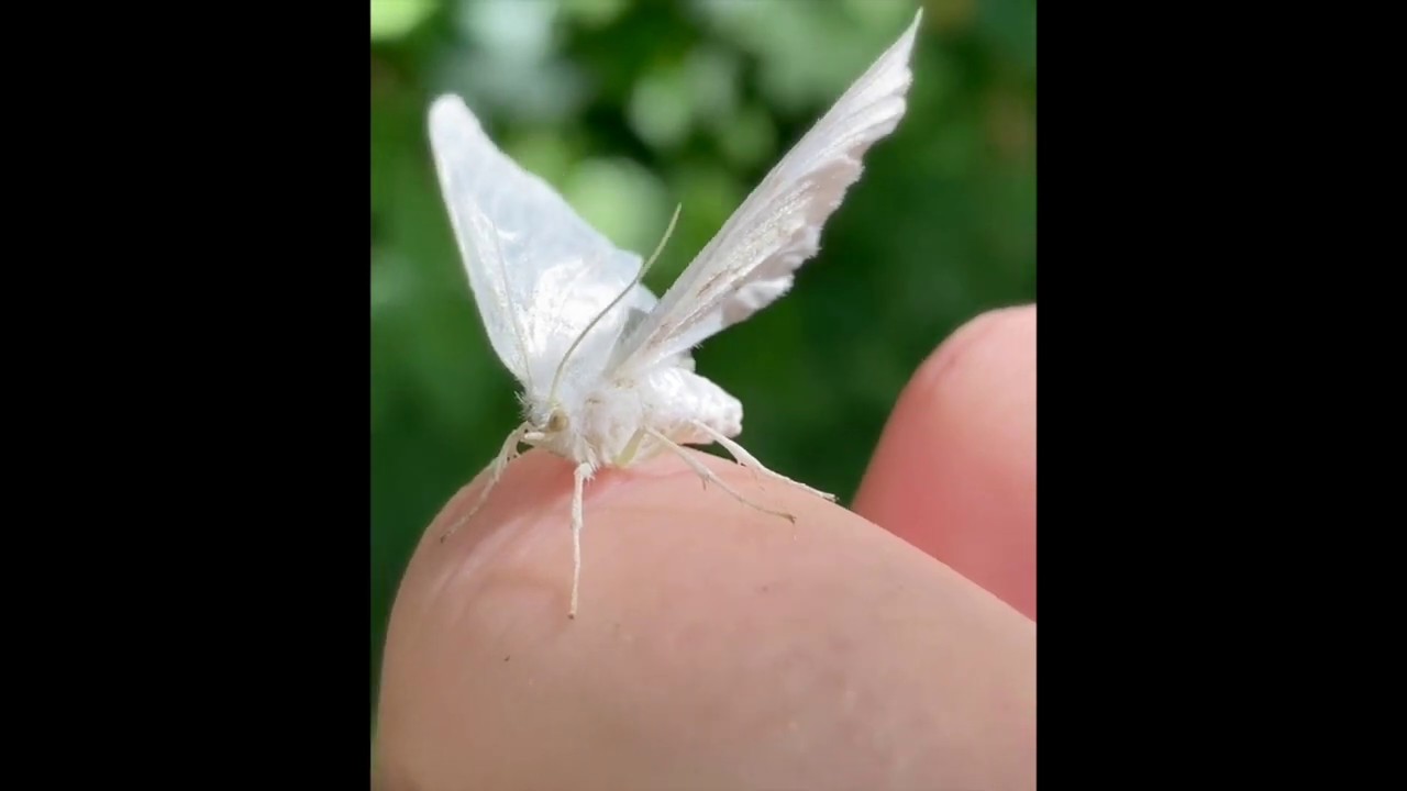 The Gorgeous White Spring Moth