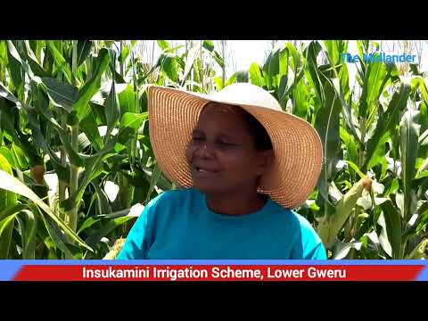 Insukamini Irrigation Scheme Successes: Peas Export & New Cold Room
