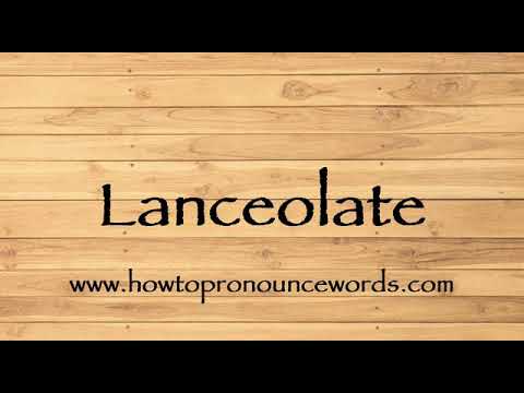 How To Pronounce Lanceolate ? How To say Lanceolate New Video