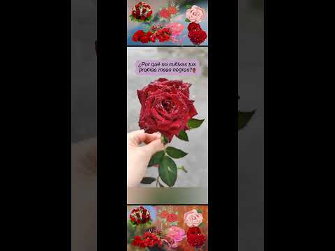 Why Not Grow Black Roses in Your Garden? #plantlover #homegarden #grape