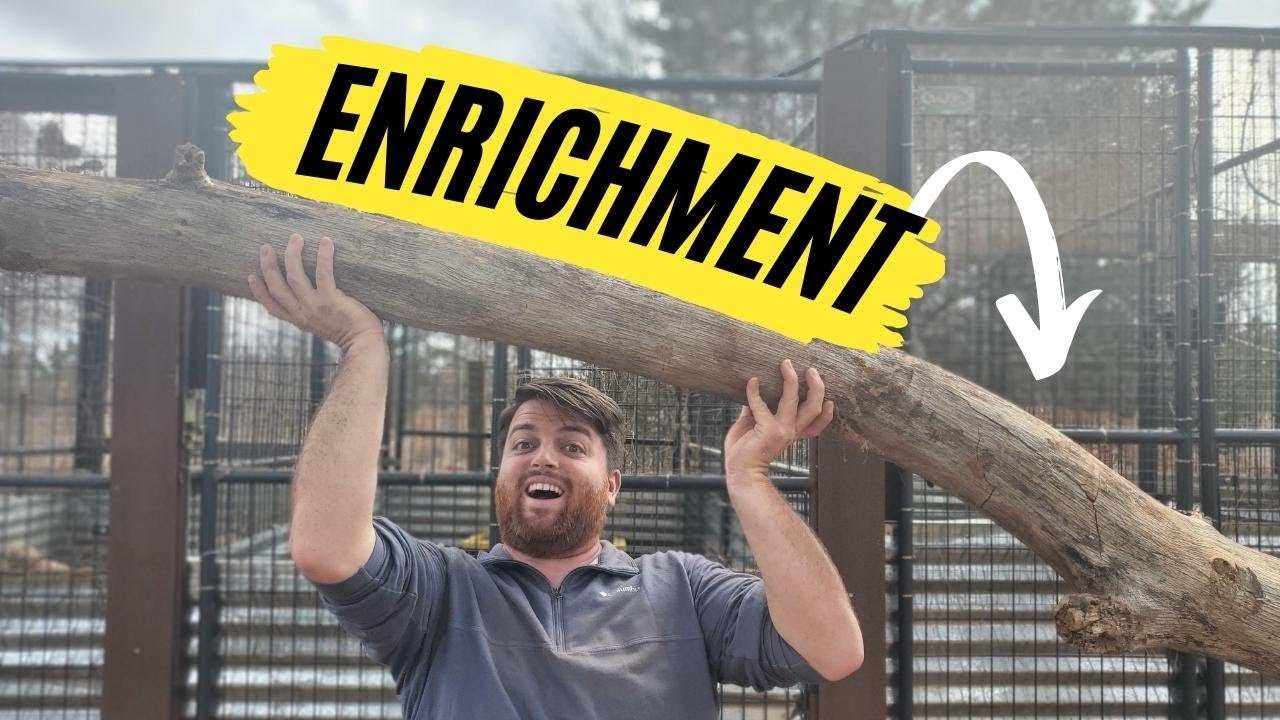 Gathering HUGE logs for TEGU ENCLOSURES!