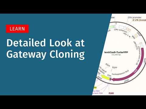 A Detailed Look at Gateway Cloning