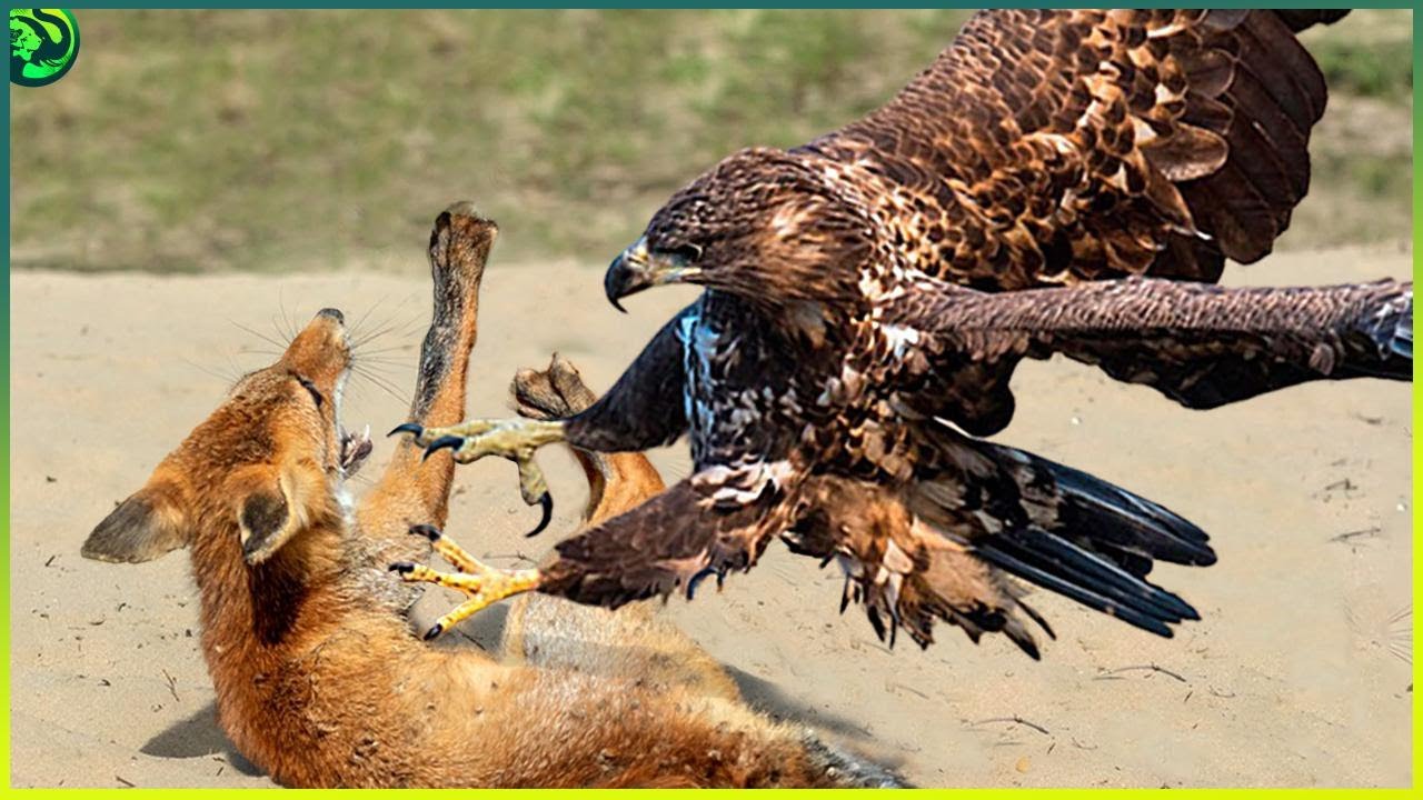 14 Most Insane Eagle Attacks Caught On Camera