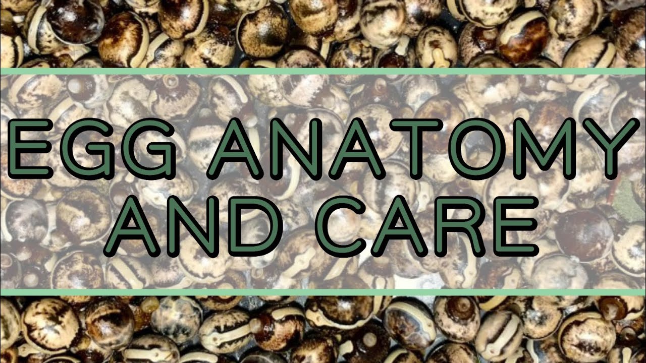 Extatosoma tiaratum egg anatomy and care