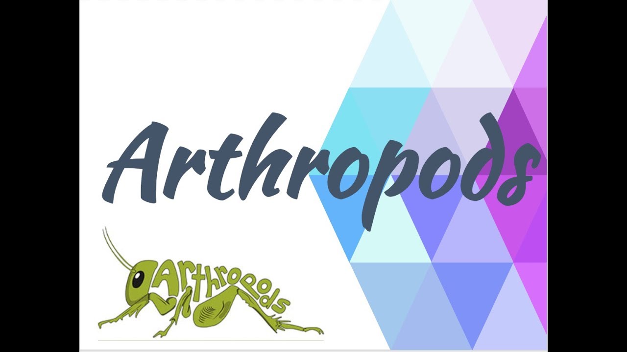 Arthropod Notes Movie