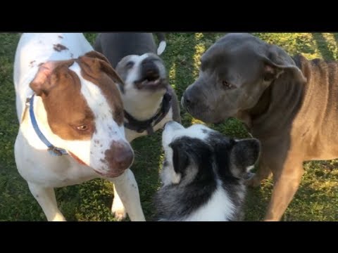 Bandog Protects Girlfriend From Frisky American Bulldog