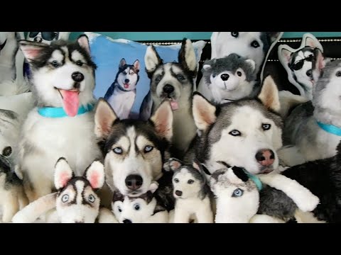 FUNNIEST Husky Compilation Video ???? 30 Minutes ????