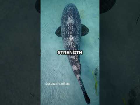 UNRIVALED size and brute force