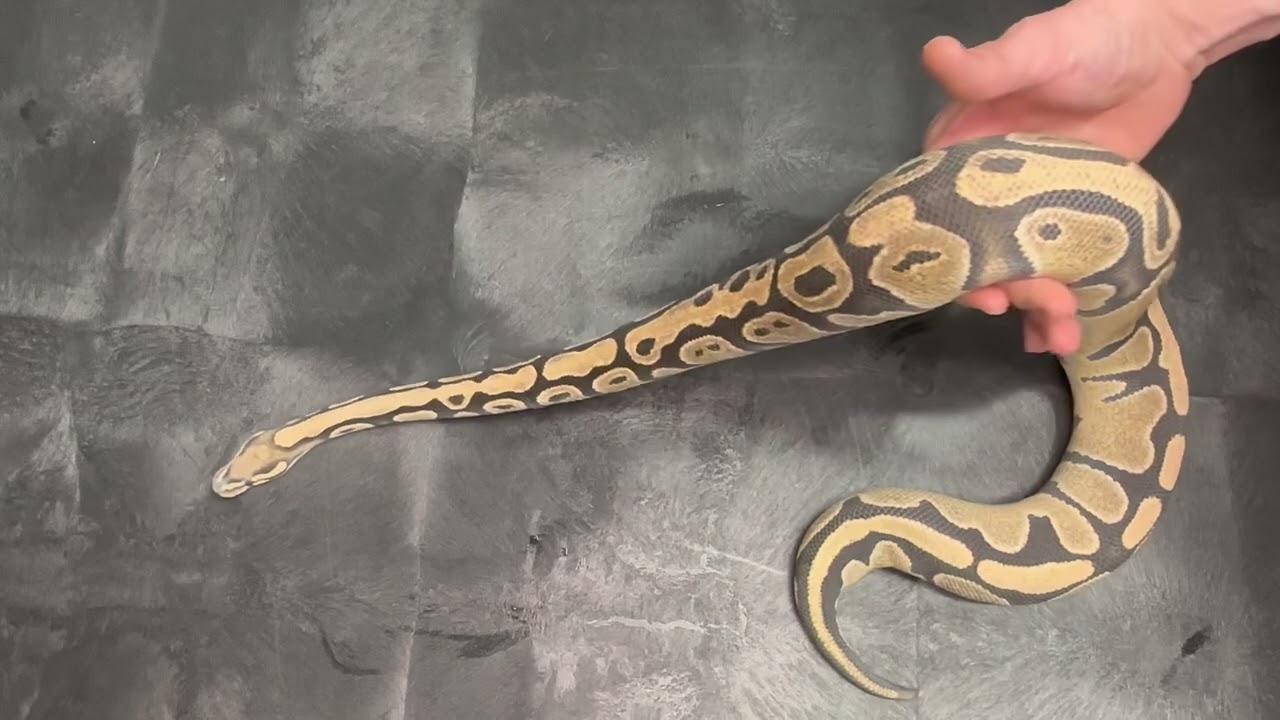 2023 Ball Python Pairings!