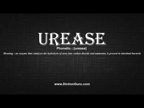How to Pronounce urease with Meaning, Phonetic, Synonyms and Sentence Examples