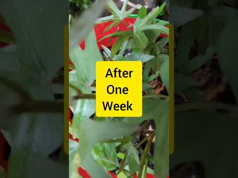 Easy To. Grow Organic Sweet Potatoes At Home#shortsππ±βοΈ