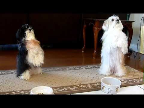 8 Cute Video Clips of Dogs Praying - Dog Prayer