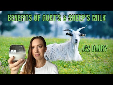 BENEFITS OF GOAT'S & SHEEP'S MILK, A1 vs A2 DAIRY