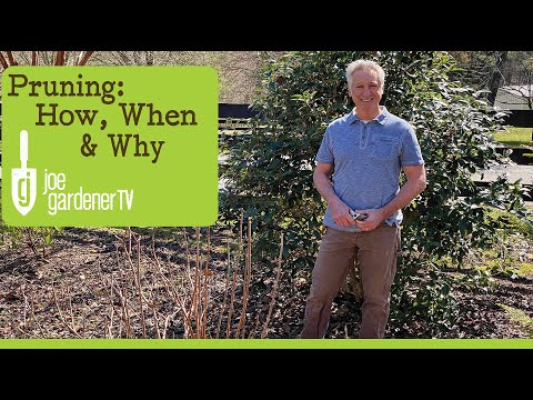 How to Prune and When - Without Fear of Failure