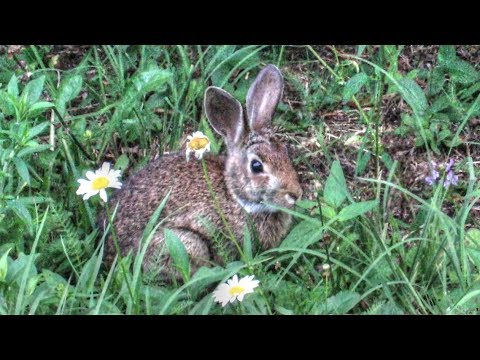 Young Appalachian cottontail rabbit | Dear Kitty. Some blog