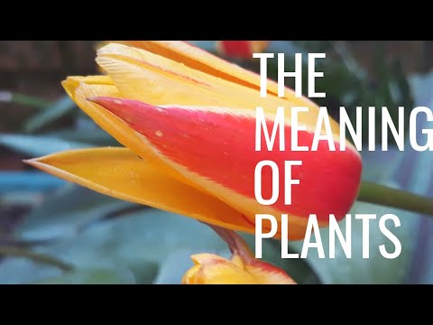 Tulips - The meaning of plants