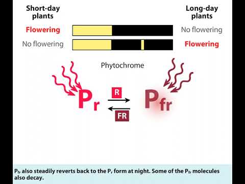 Photoperiodism, Short Day Plants and Long Day Plants.