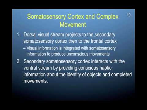 Chapter 11 part 6: processing somatosensory information in the brain