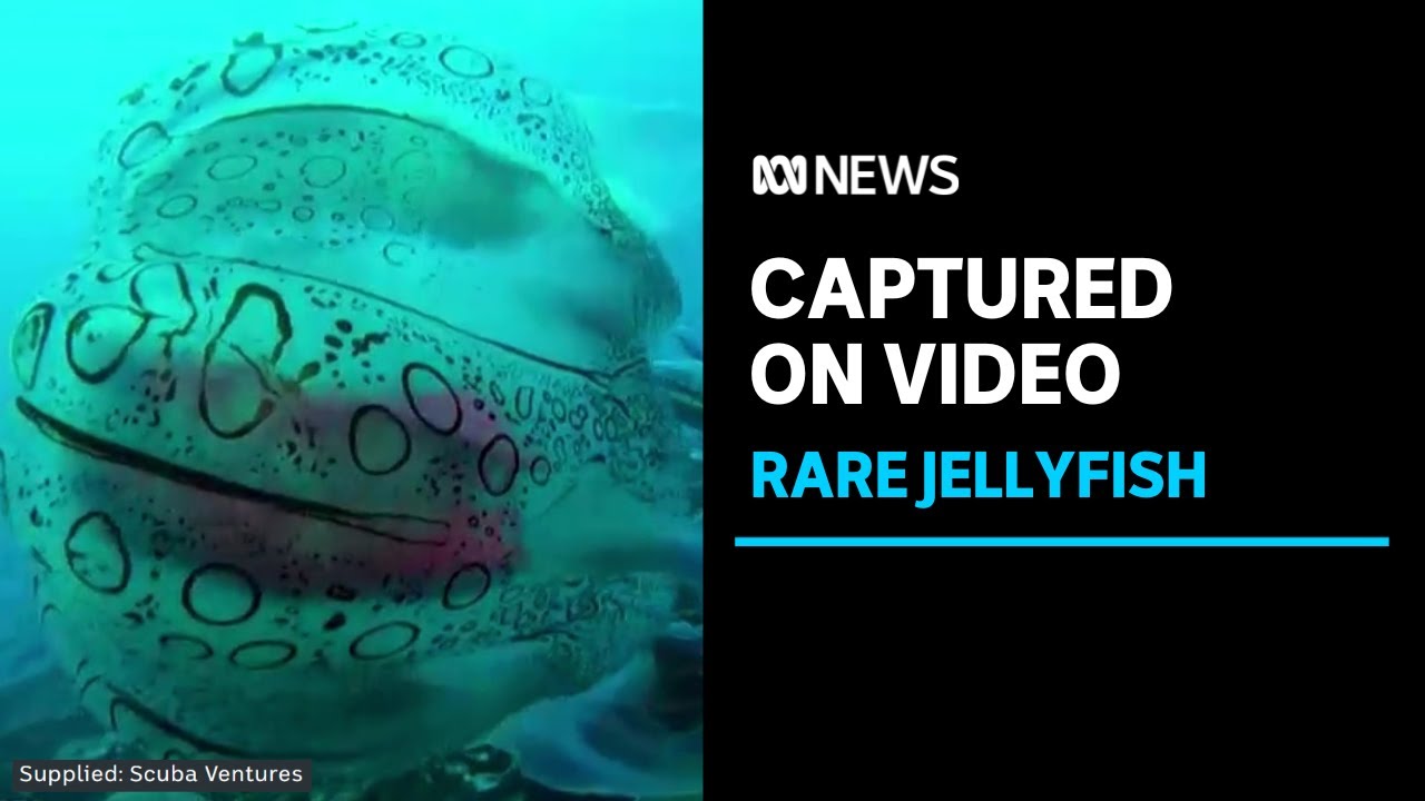 WATCH: Rare jellyfish filmed off Papua New Guinea could be new species ...