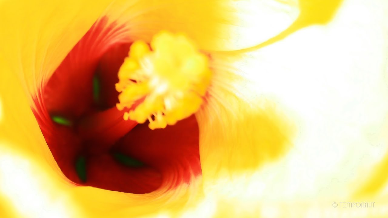 Hibiscus Flowering Timelapse