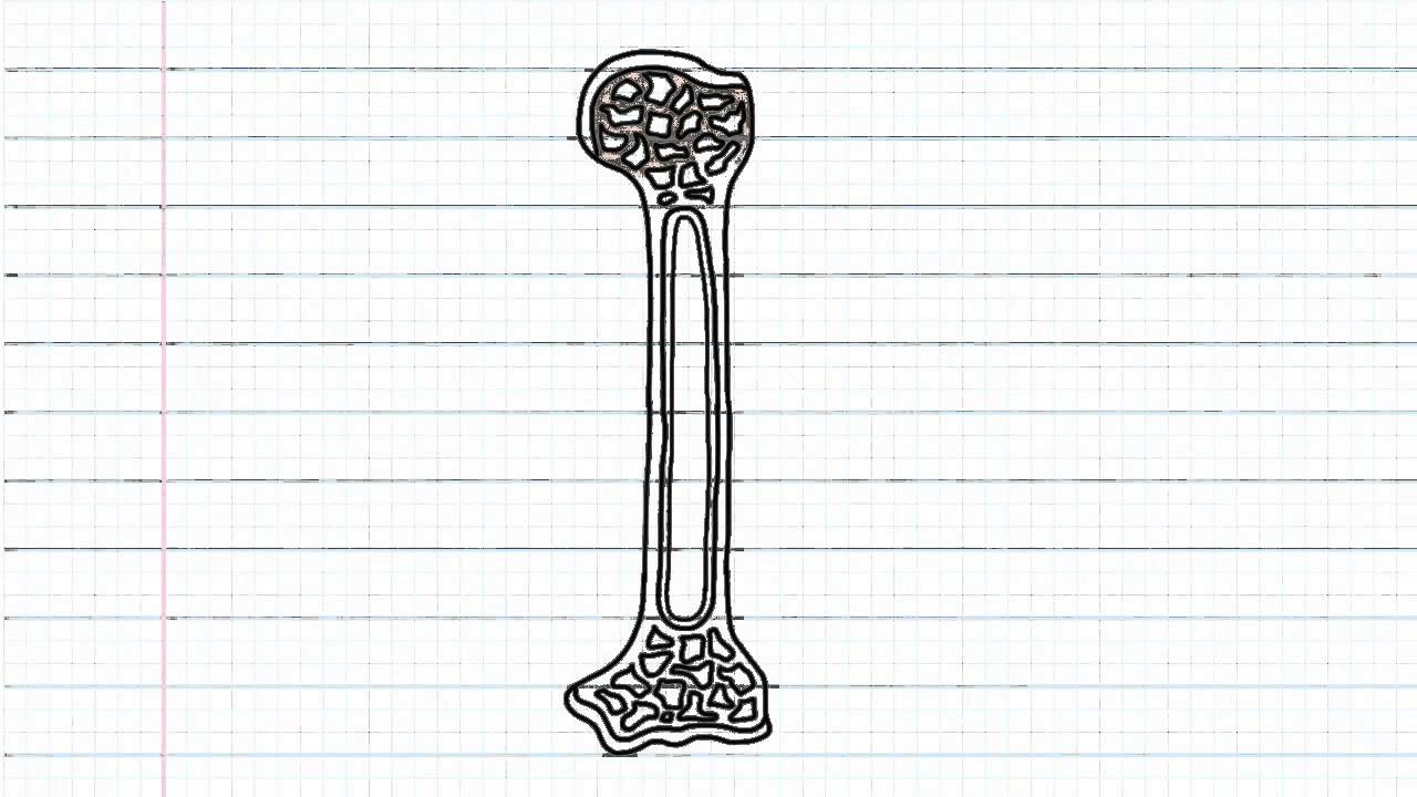 Long Bone Anatomy - Drawn & Defined