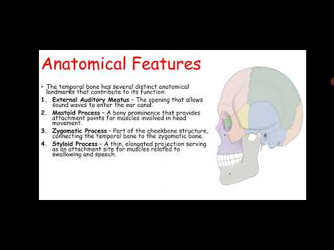 Temporal bone Anatomy