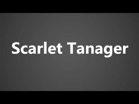 How To Pronounce Scarlet Tanager