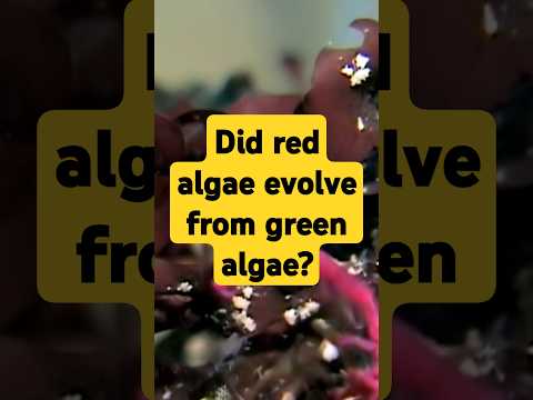 Did red algae descend from green algae?