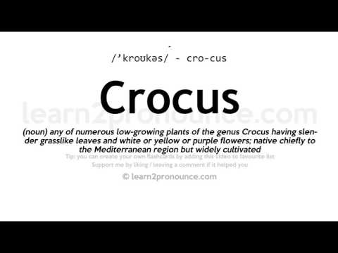 Pronunciation of Crocus | Definition of Crocus